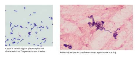 Gram Positive Pleomorphic Rods