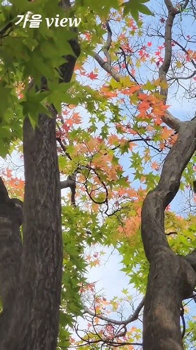 뇌 힐링 둘이면 절반의 가을을~ 혼자면 가을과 마주보며 온전히 만나고~ 셋이상이면 가을은 온데간데 없이 지워지고 Youtube