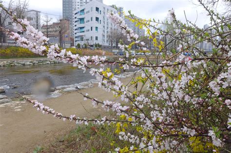[20240403]안양 학의천 인덕원교 부근 에서 만난 앵도꽃