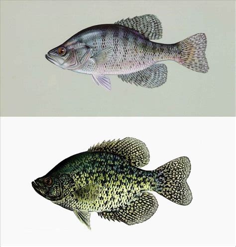 The Difference Between White And Black Crappie White Crappie Vs Black Crappie There Are