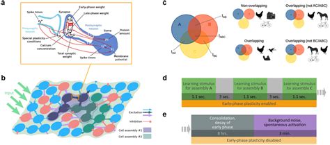 Model And Considered Protocolsa B Schematic Of The Synaptic And