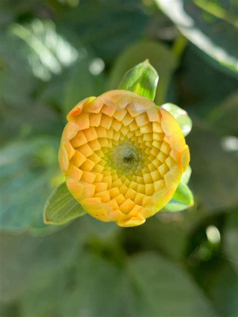 Budding Pokies Photos Download The Best Free Budding Pokies Stock