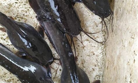 Jenis Jenis Ikan Lele Lokal