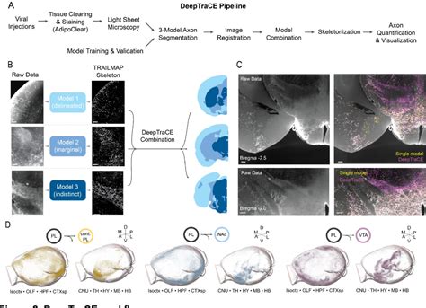 Table 1 From Mapping Whole Brain Projections Of Anatomically Defined