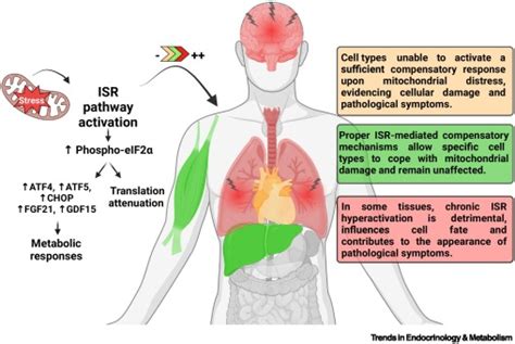 ISR Pathway Contribution To Tissue Specificity Of Mitochondrial Diseases Trends In