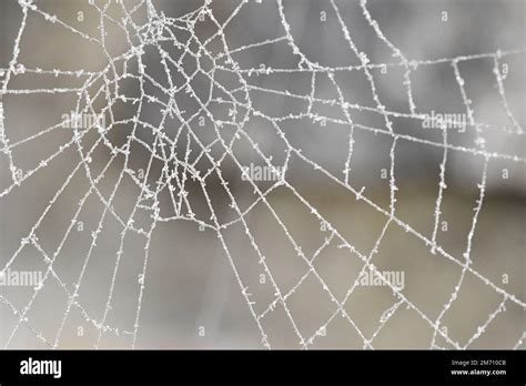 Macro Photography Of A Frosty Cobweb Stock Photo Alamy