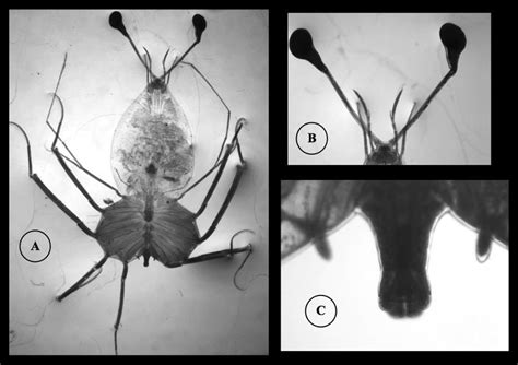 Phyllosoma Larvae Of Panulirus Longipes Stage Vi A Full Body