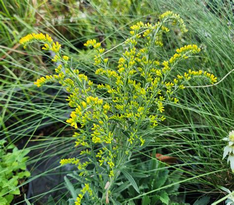 Solidago Nemoralis Gray Goldenrod Eco Blossom Nursery