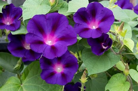 සිහින මිදුල මල් හුවමාරුව විෂ සහිත ශාක Facebook