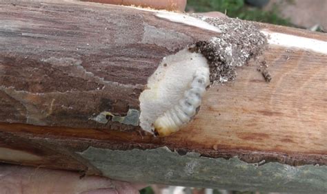 Згризе дерева в саду під корінь як позбутися жука короїда народні засоби Читайте на Ukr Net