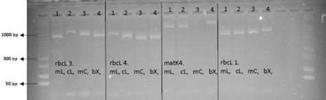 Figure 1 From Comparison Of The Effectiveness Of Rbcl And Matk In