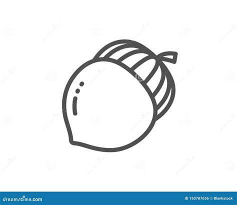 Acorn Nut Line Icon Oaknut Sign Oak Tree Seed Vector Stock Vector