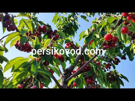 Черешня Стаккато Stakkato - YouTube