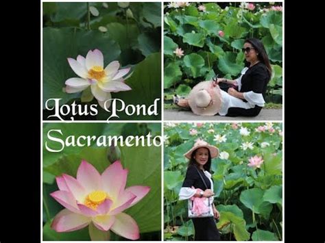 Lotus And Its Symbolism Land Park Lotus Pond Sacramento Ca Year