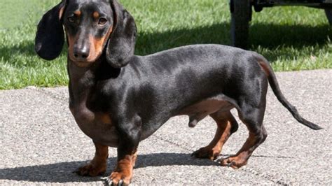 Tout Ce Que Vous Devez Savoir Avant Daccueillir Un Bébé Teckel