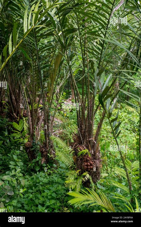 Salak Tree
