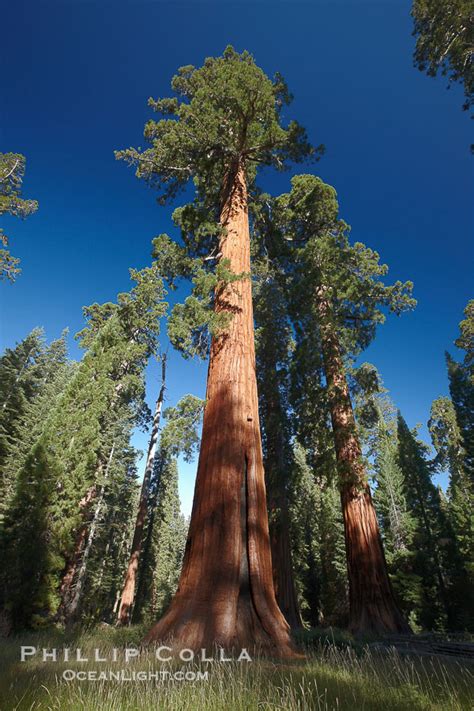 A Giant Sequoia Tree Mariposa Grove Yosemite National Park California