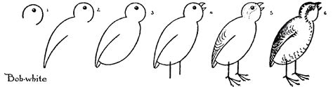 Learning To Draw Birds Thrifty Scissors