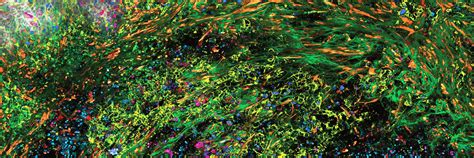 Access 3d High Plex Spatial Information Across Scales Leica Microsystems