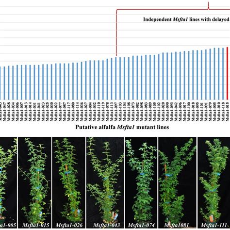 Initial Analysis Of Flowering Time In Msfta1 Crisprcas9 Mutant Lines