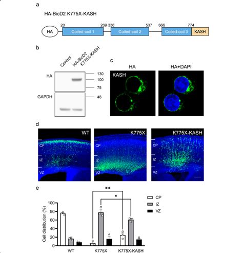 Rescue Of Neuronal Migration Defects By The Recruitment Of Bicd2 K775x