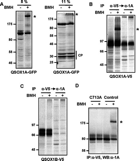 Thiol Cross Linking Experiments Are Shown In The Presence Or