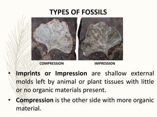 Evidence From Fossil Records GRADE10 PPTX Geology Science