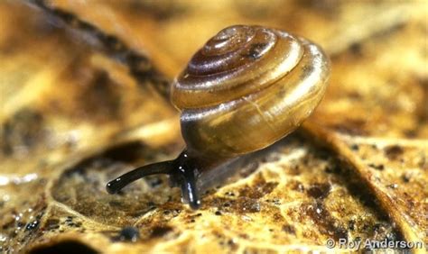 Euconulus Fulvus Моллюски Беларуси Mollusca Of Belarus