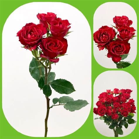 Mirabel - Spray Roses - Aisha Flowers