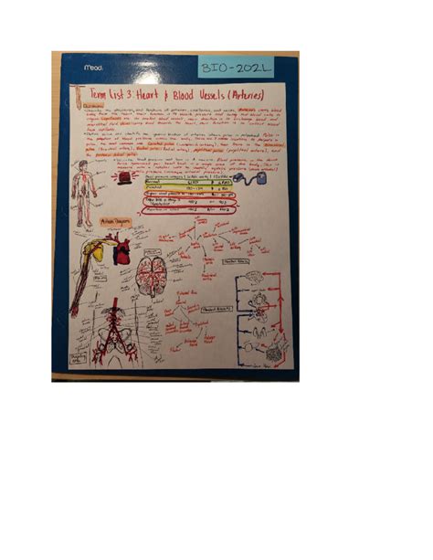 BIO Images Term List And Diagrams BIO L Studocu