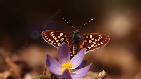 꽃 위에 앉은 나비 나비 기후 나비 진귀한 봄나비 송곳니 제비꽃 고화질 사진 사진 꽃 배경 일러스트 및 사진 무료 다운로드 Pngtree