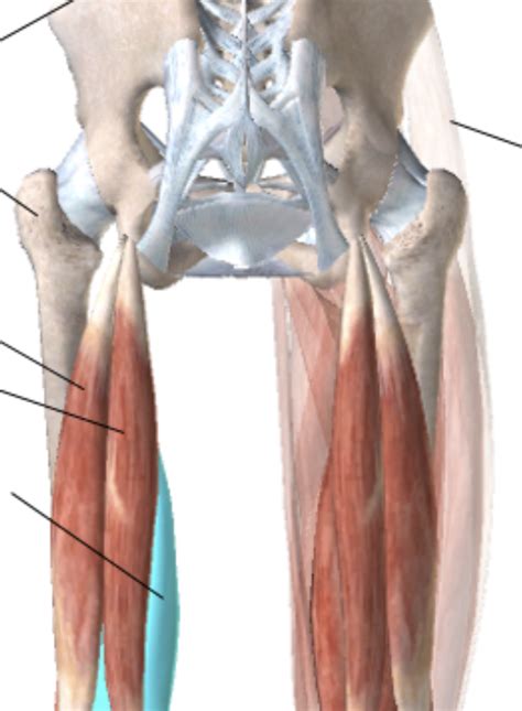Posterior View Of The Hamstring Group Diagram Quizlet