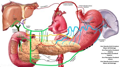Anatomía ¡tronco Celiaco Flash 15min Youtube