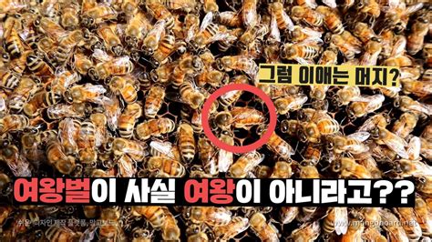 여왕벌이 여왕이 아니라고사람들은 잘모르는 꿀벌 가족구성원feat장수말벌 벌침보기 Youtube