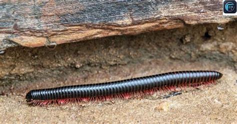 How Long Is 1 Millimeter Real Life Examples Of 1mm Objects