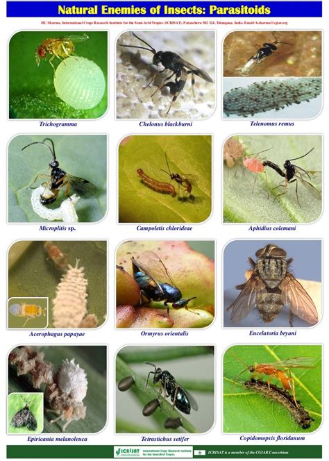 Natural Enemies Of Insects Parasitoids