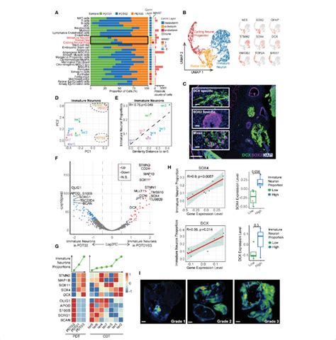 Characteristics Of Neuroectodermal Cell Types Of PDT And CDT A The Download Scientific