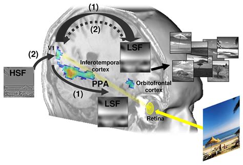 Frontiers The Neural Bases Of Spatial Frequency Processing During Scene Perception