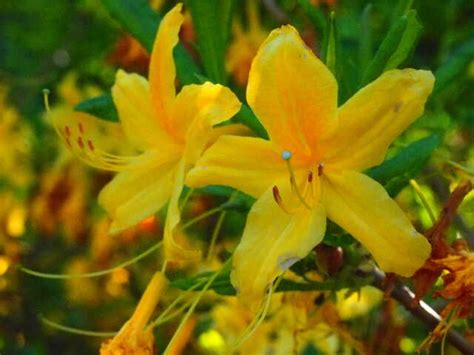 【excel Vba】seleniumbasicでwebページ全体の画面キャプチャを取得したい Excel Vba 研究所（入門）