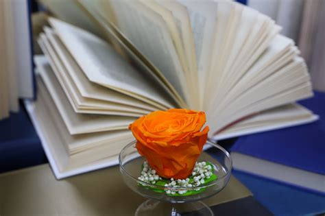 장미와 함께 책을 펼칩니다 책 더미 닫기 도서관 탁자 위에 놓인 책을 펼칩니다 학교 개념으로 돌아 가기 0명에 대한 스톡 사진 및 기타 이미지 Istock