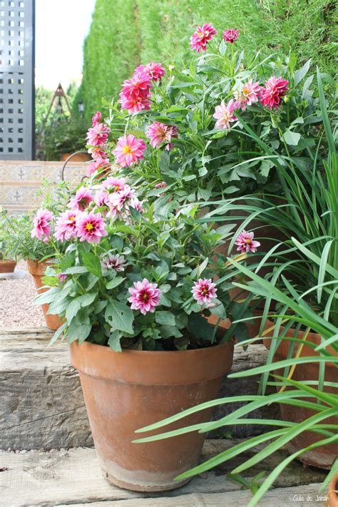 Jardín En Macetas Ideas Para Diseñar Bonitos Contenedores Con Plantas
