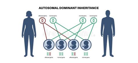 Autosomal Recessive Inheritance Stock Vector Illustration Of