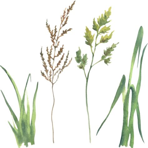 premium vector watercolor vector different kind field grass vector