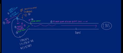 Bio 325 Exam 4 Flashcards Quizlet