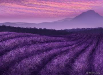 Lavender Fields Wallpaper The Wajas Wiki
