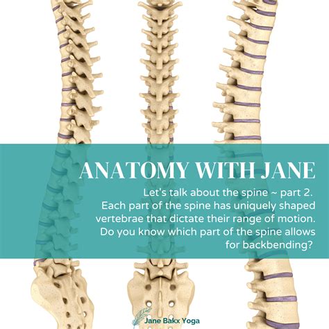 Safe Backbends Janes Anatomy Insights Part 2 — Jane Bakx Yoga