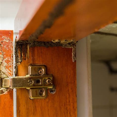 The Risks Of Not Taking Proper Termite Control Measures Bugpro Inc