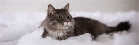 Vet Dynamics Vet Dynamics Added A New Photo