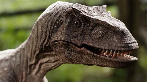 Head Blendernation Bazaar