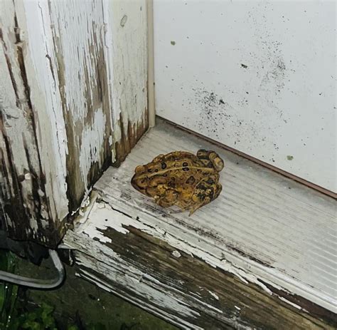 Is This A Fowler Toad Or An Eastern American Toad Rherpetology